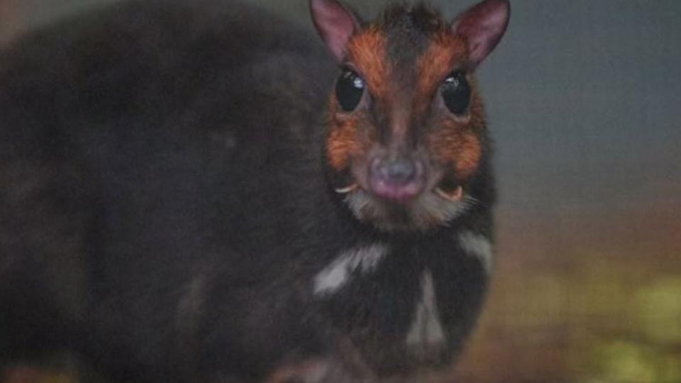 Watch | Rare Philippine Mouse Deer born at UK zoo | Hindustan Times