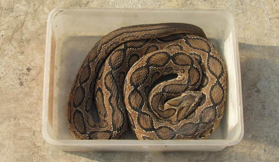 Rare viper rescued from park in Delhi’s Rohini | Latest News Delhi
