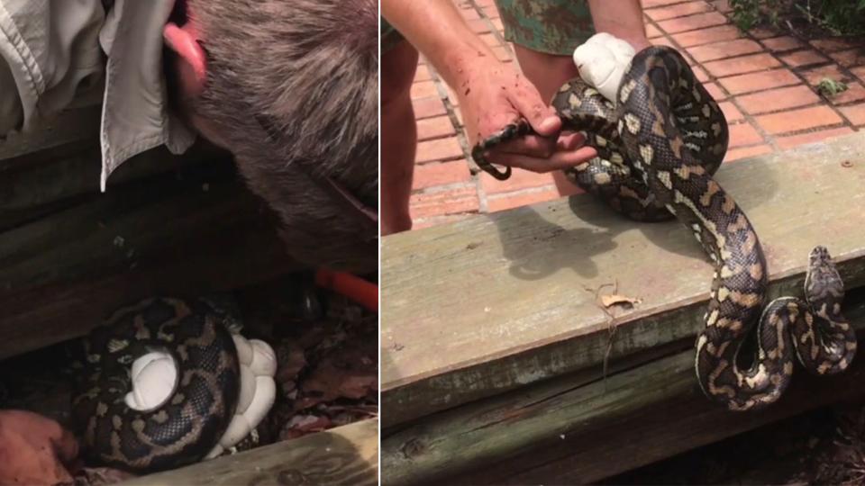 Watch | Python found in children’s play area | Hindustan Times