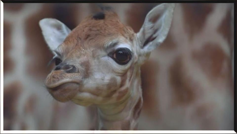 Watch | Rare giraffe born at UK zoo | Hindustan Times