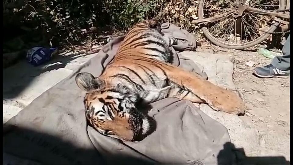 Killer tracks claim one more tiger this month in MP - Hindustan Times