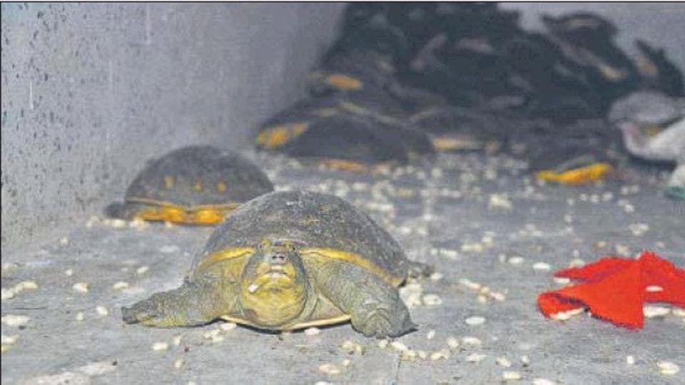 Turtle hunters feast on river basins of UP, more than 20k turtles ...