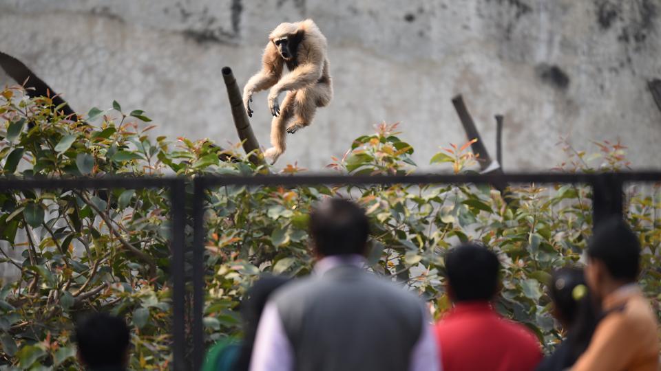 Delhi zoo reopens 84 days after bird flu scare, 6,200 people visit ... Delhi zoo reopens 84 days after bird flu scare, 6,200 people visit ...