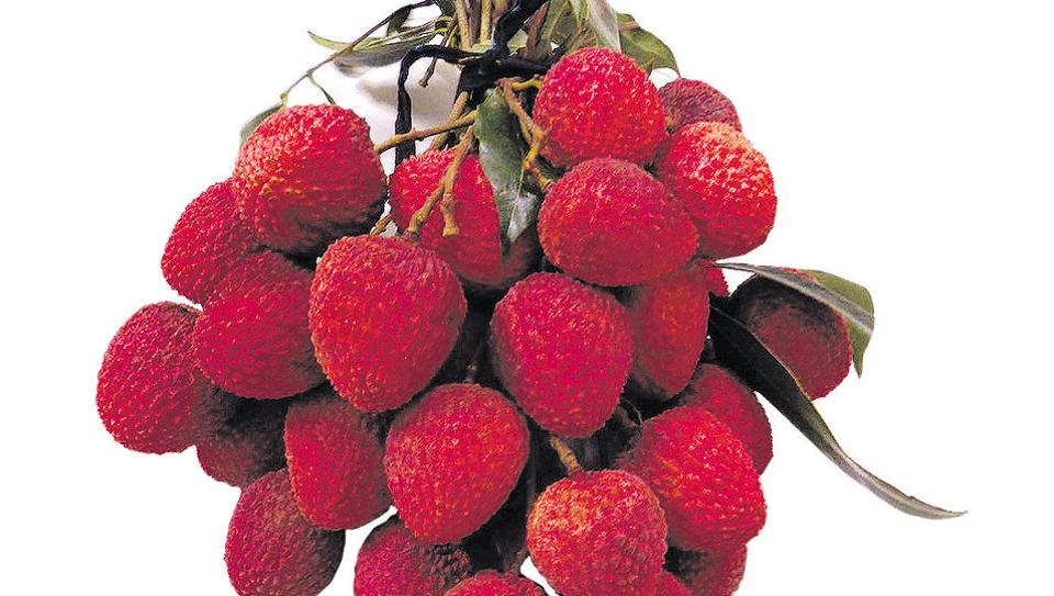 Bihar’s famed Shahi litchi now grows in south India | Hindustan Times