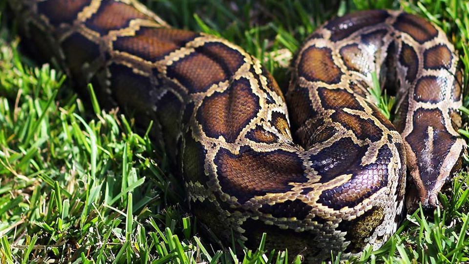 Eight-foot long python halts work at Gangajal water project in Agra ...