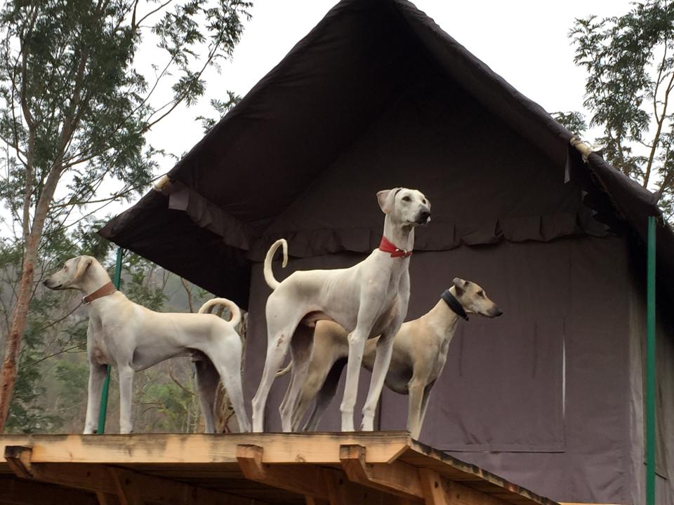 Barking up the right tree: Review of The Book of Indian Dogs by S ...