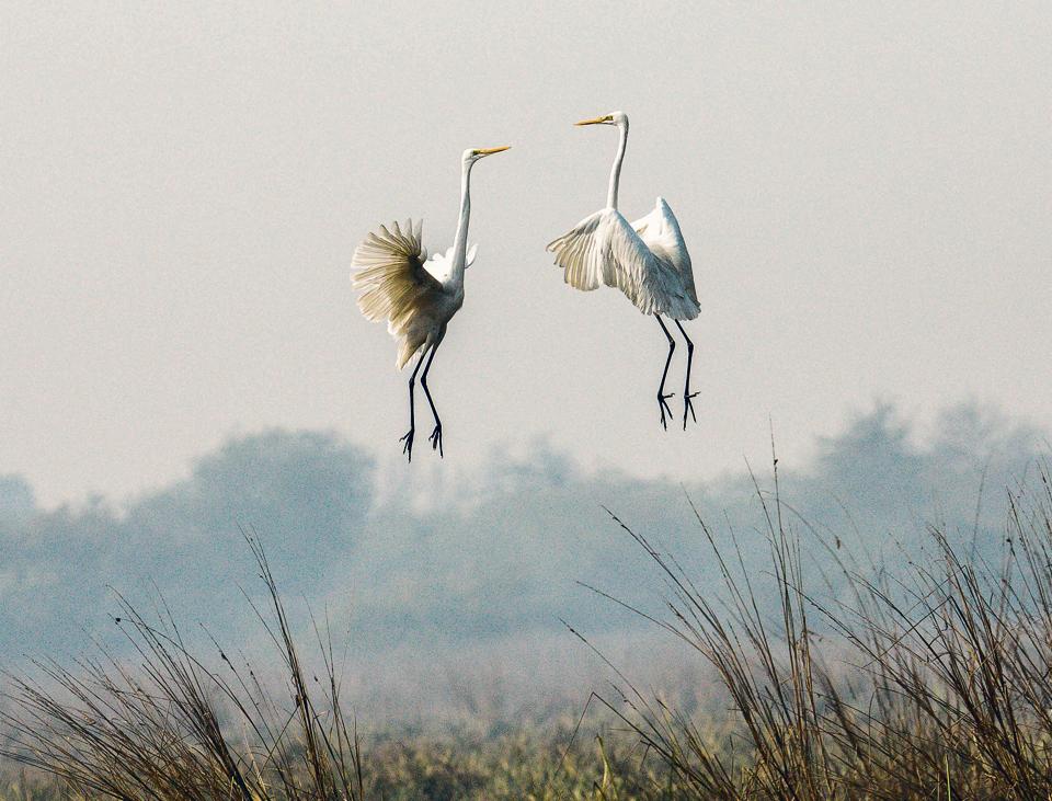 Wildbuzz: The poor man’s swan | Hindustan Times