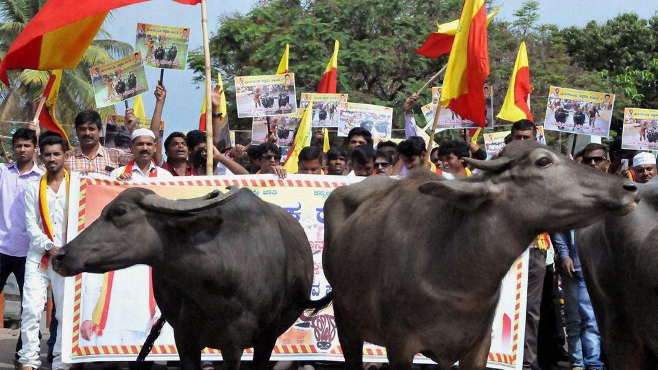 Bill to legalise bull-racing sport Kambala passed in Karnataka | India News