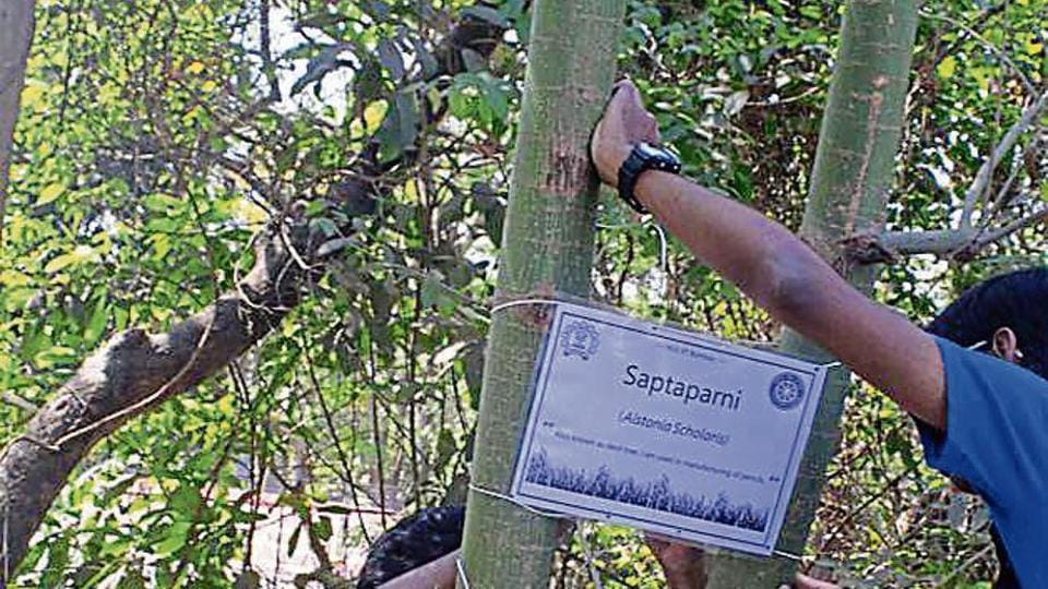 IIT Bombay students map trees, record 40 species in phase 1 | Mumbai news