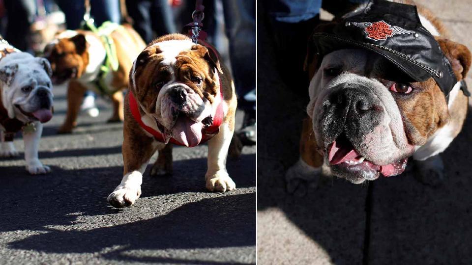 Bulldogs parade through Mexico City in hope of a world record ...