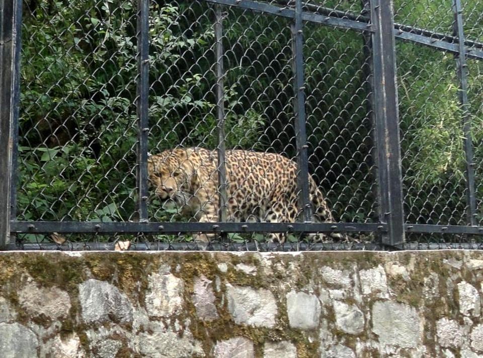 Space for rescued animals focus of zoo master plans | Hindustan Times