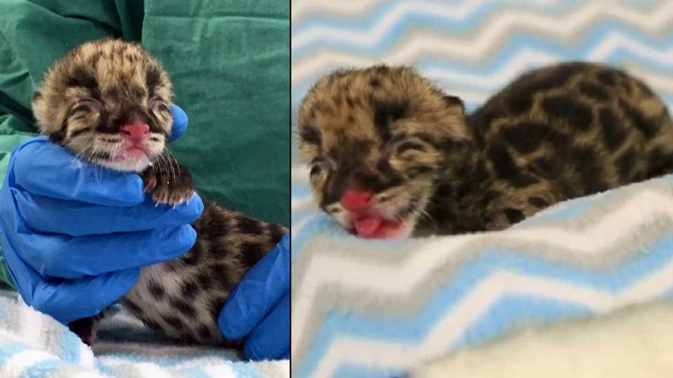 Meet the first clouded leopard cub born via artificial insemination ...