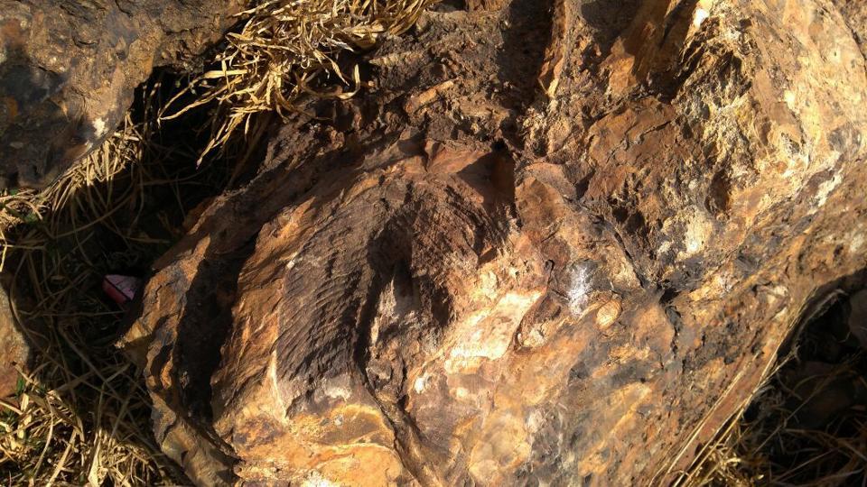 Jurassic-era fossils discovered in Pakur | Hindustan Times