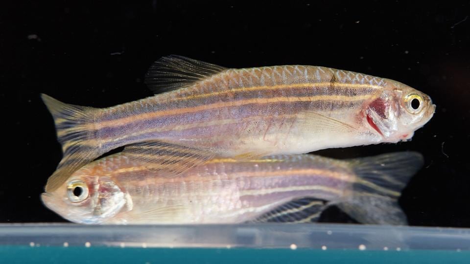 Fish eyes may hold key to cure blindness in humans, finds study | Health