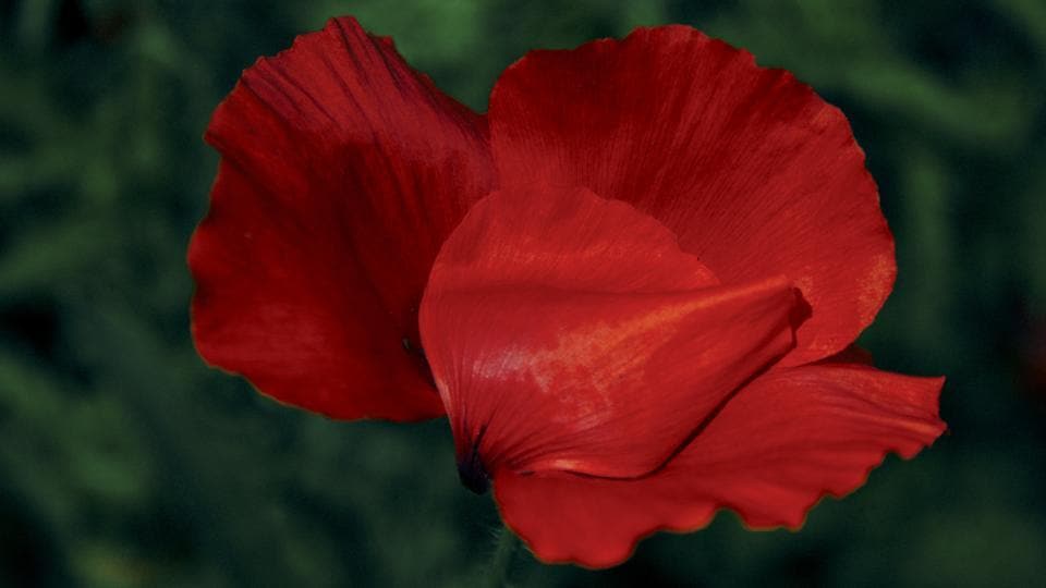 In pictures: Indian flowers of Spring | Hindustan Times