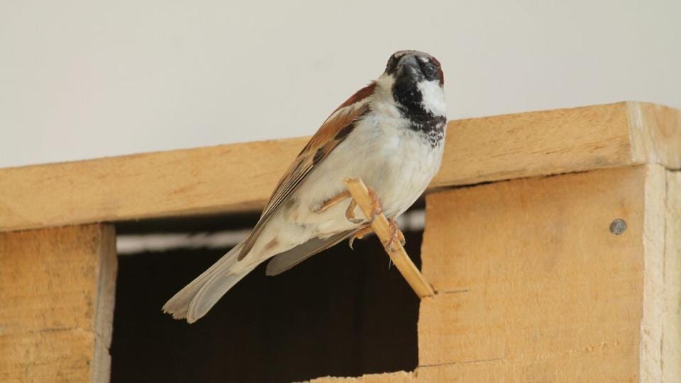 This sparrow day, get a bird house and contribute your bit towards ...