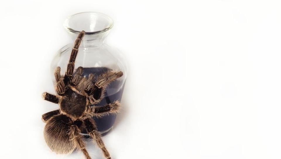 Deadly spider’s venom may prevent stroke damage, finds study | Health