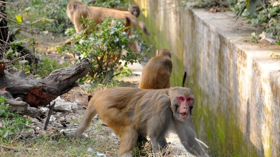 Monkeys again declared vermin in Shimla | Latest News India - Hindustan ...