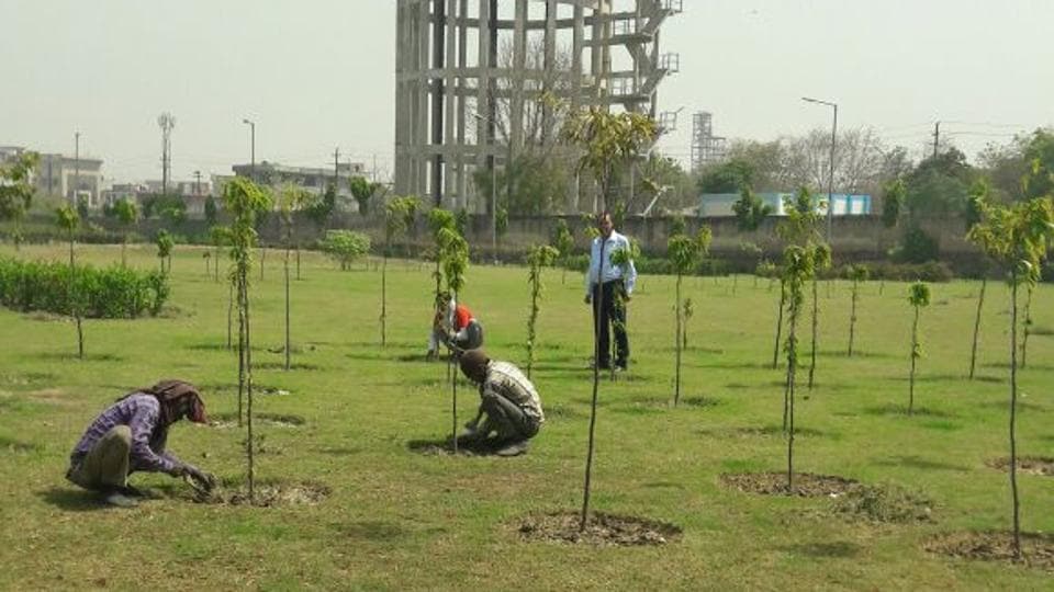 Noida, Greater Noida authorities to replace dead saplings with new ones ...