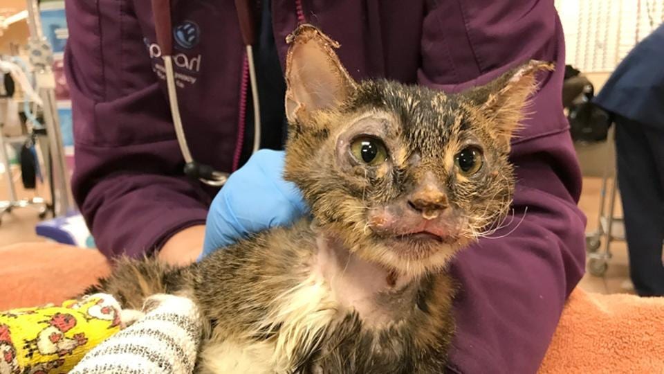 Severely injured kitten displays miraculous healing powers, gets ...