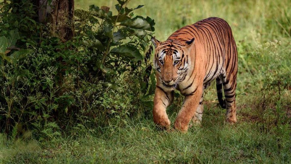 Reinvestigation ordered into death of Karnataka’s most famous tiger ...