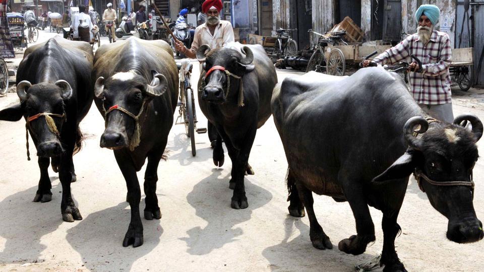 Patiala civic body awaits state govt’s nod for shifting of dairies ...