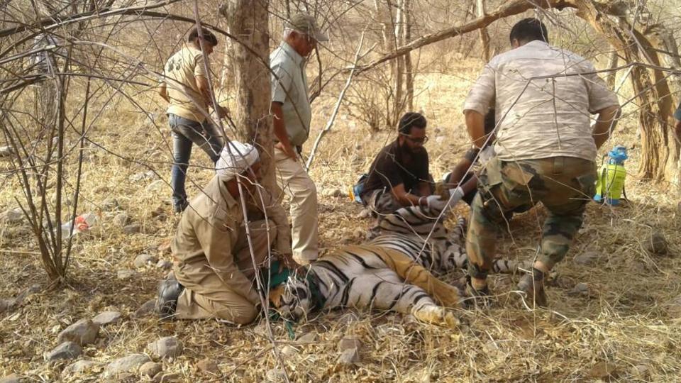 Another Sariska tiger gets radio collar | Hindustan Times