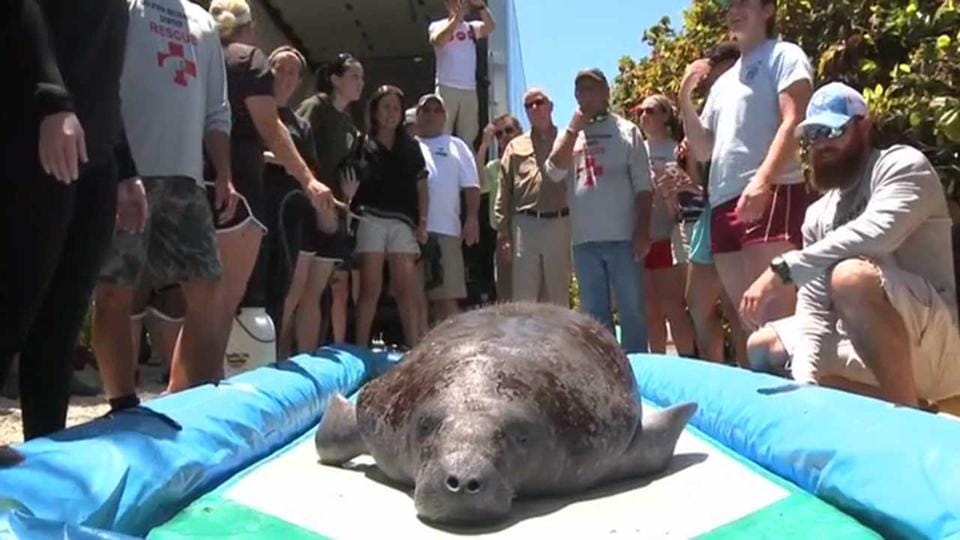 Following rehab, injured manatee is back in the waters | Hindustan Times