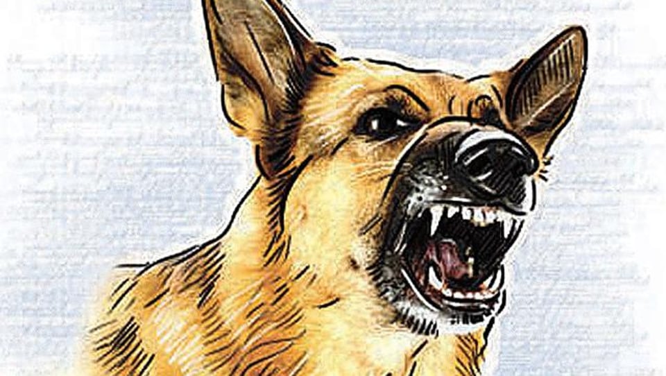 Stray dog bites 6 in Chandigarh’s Mauli Jagran, dies; rabies suspected ...