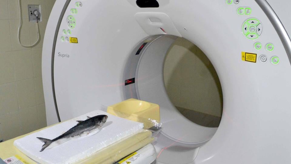 Sea fish digital database in works at Rajasthan vet varsity | Hindustan ...