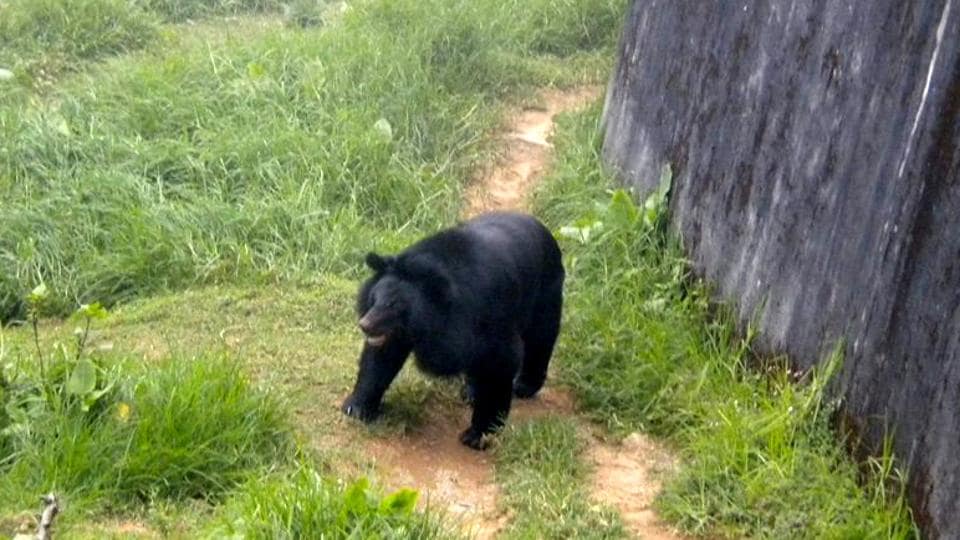 Poachers target mother and baby bears for gall bladder | Hindustan Times