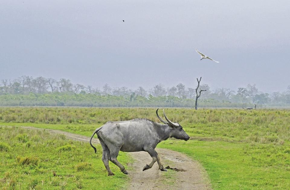 Looking to explore the wild side? Head to the one-horn nation ...