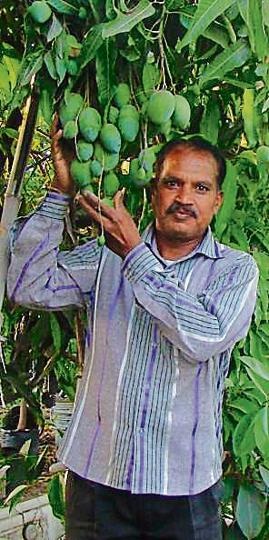 Mango trees from Rajasthan’s Kota reach Rashtrapati Bhawan | Hindustan ...