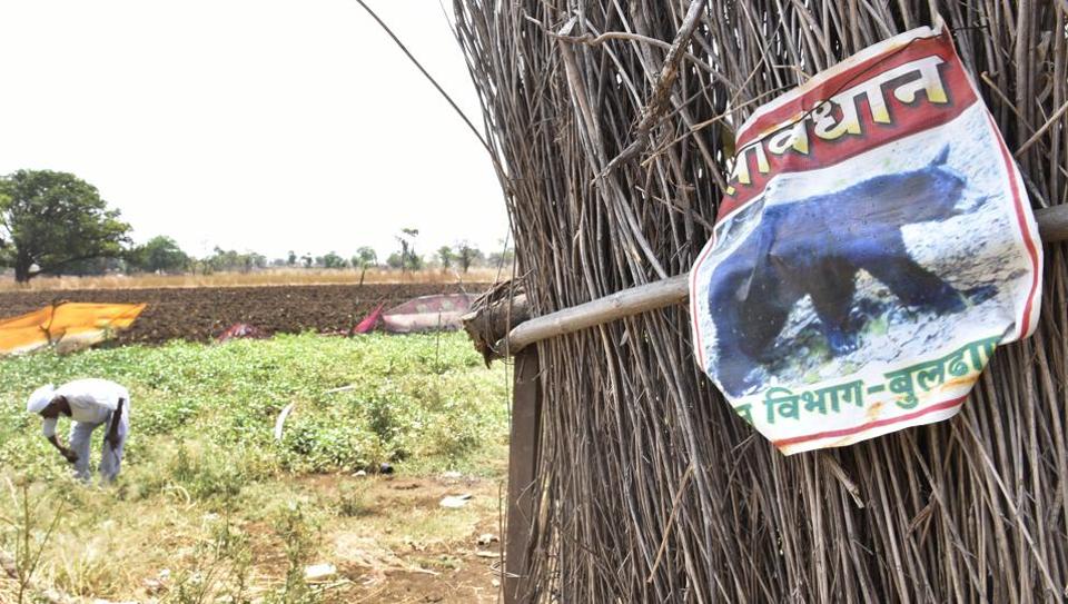 Bear attack: Living in the shadow of a giant predator | Latest News India