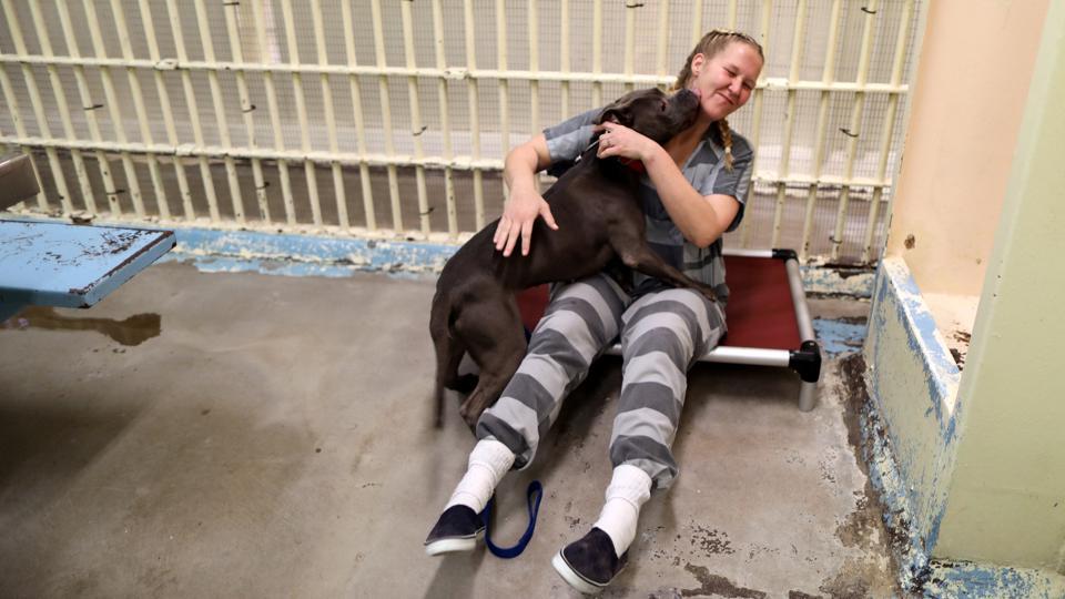 US: Phoenix prison inmates care for abused animals | Hindustan Times