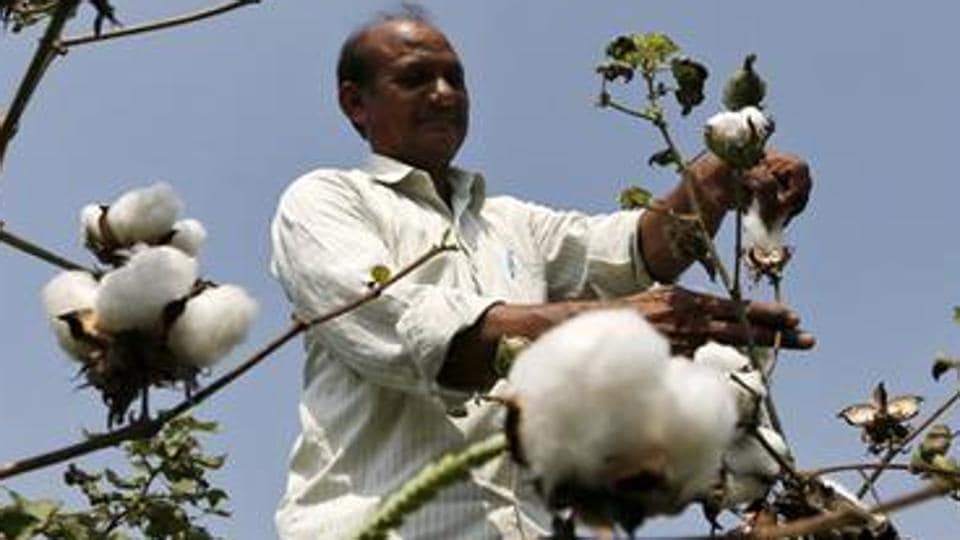 Cotton flooding the world? 5 factors India has to watch out for ...
