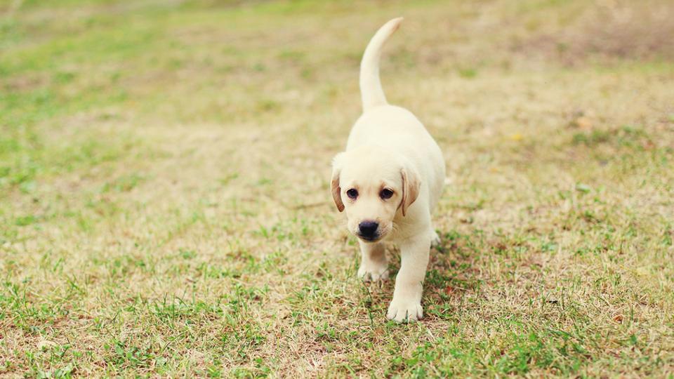 Gurgaon: Domestic help abducts pet dog, demands Rs35K ransom ...