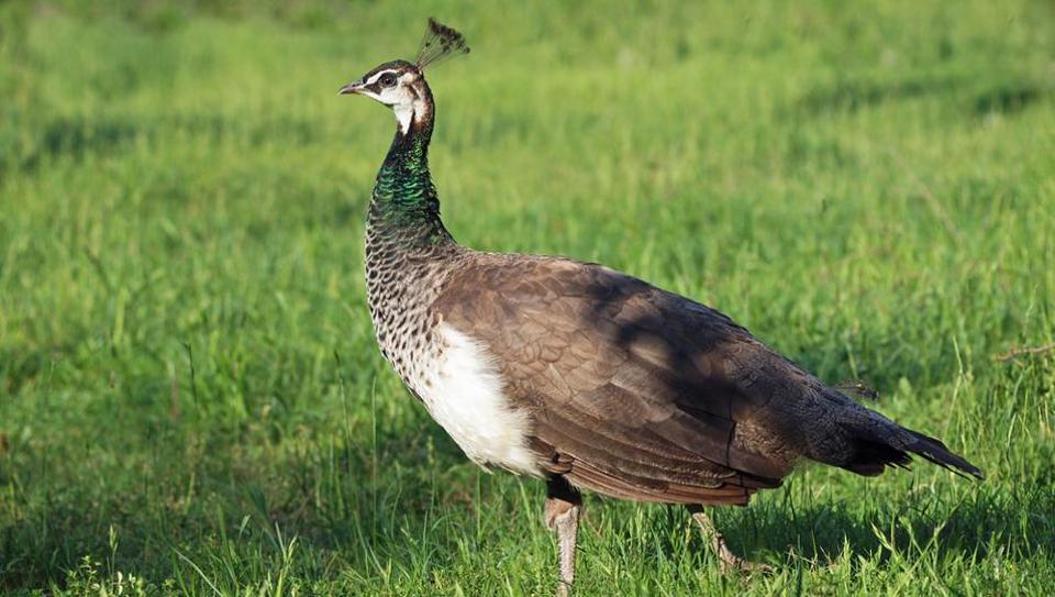 US: Peahen takes out $500 in wine after crashing a liquor store | World ...