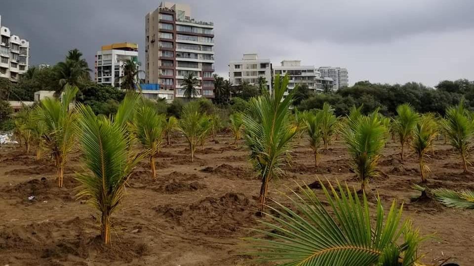 After ‘world’s largest beach clean-up’, Versova gets a coconut lagoon ...