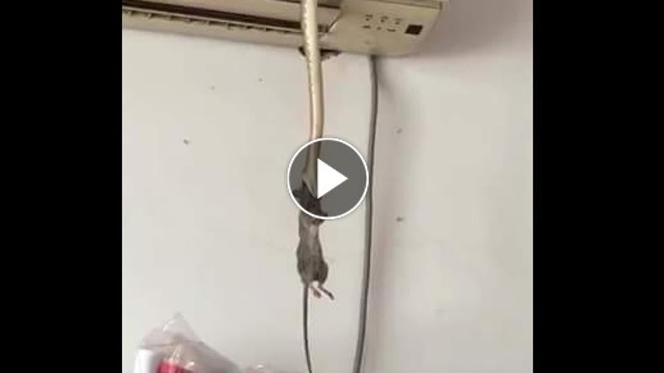 Watch: Snake catches a mouse while dangling from an AC unit | World ...