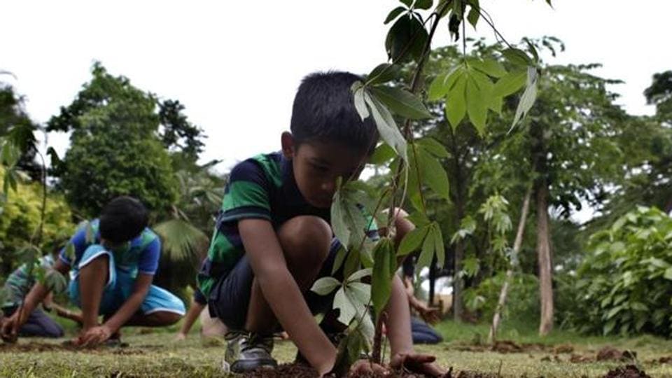 76% of saplings planted in Maharashtra last year have survived, claims ...