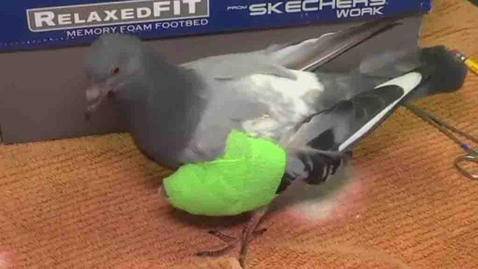 This bird hospital saves creatures from urban life | Hindustan Times