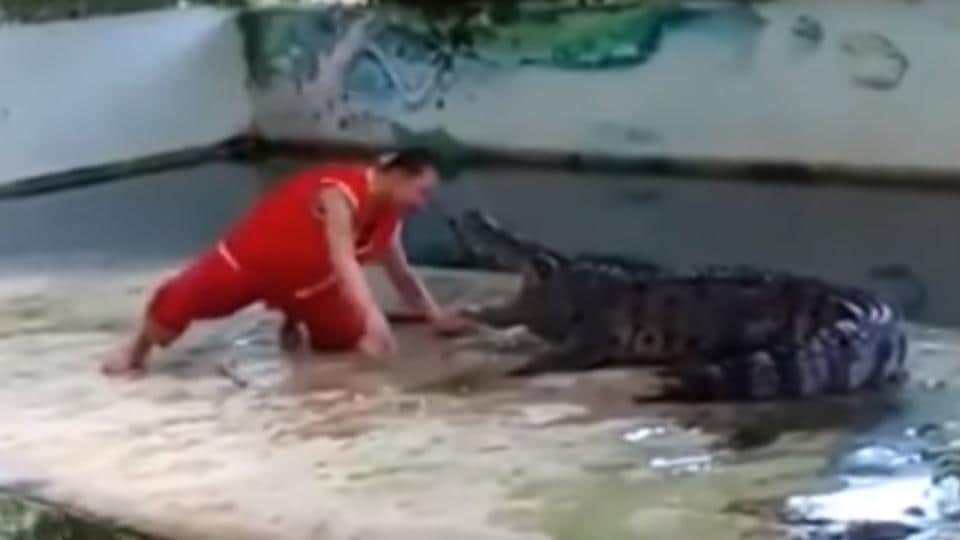 Watch: Crocodile clamps jaw on zookeeper’s head during stunt | World ...