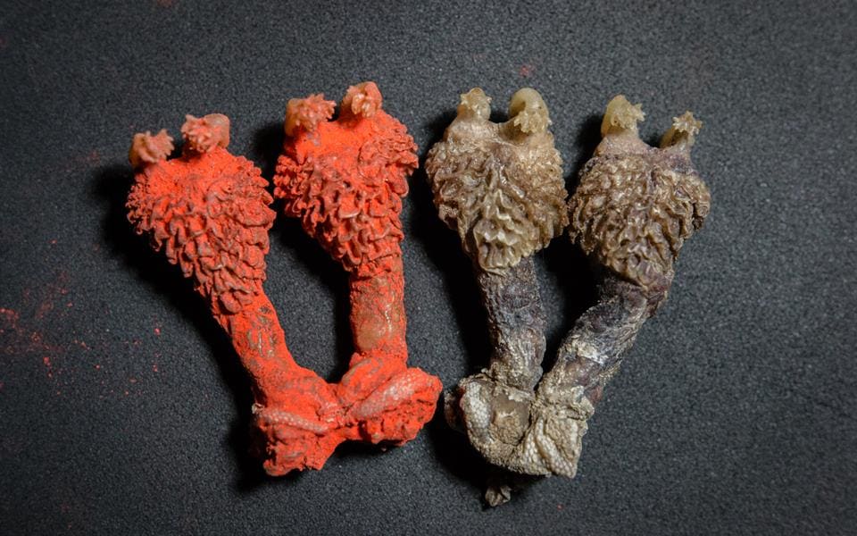 Wildlife Crime Control Bureau seizures yield lizard and jackal parts ...