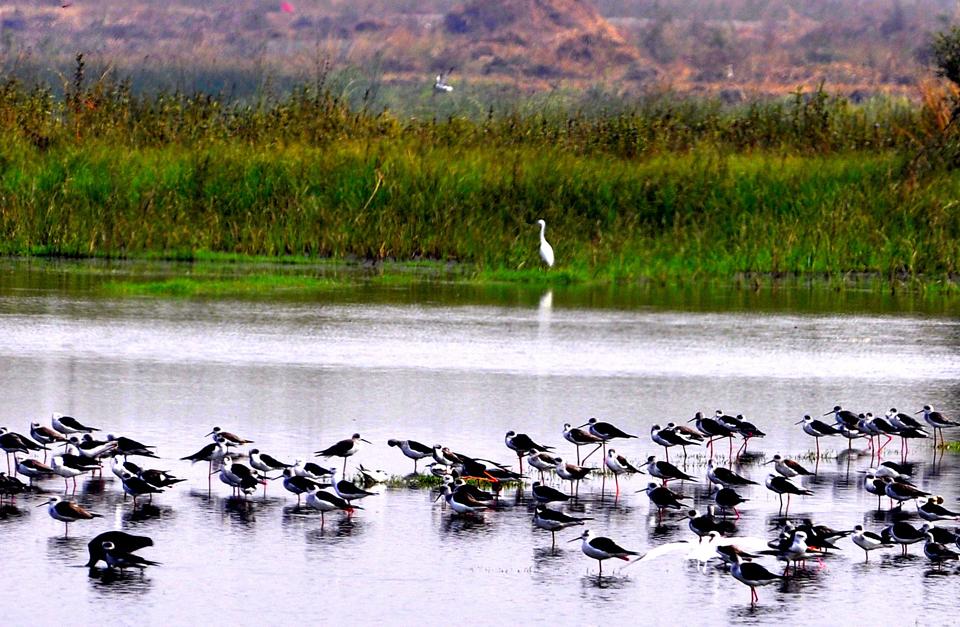 22 cases of wetland destruction reported in 2 months in Maharashtra ...