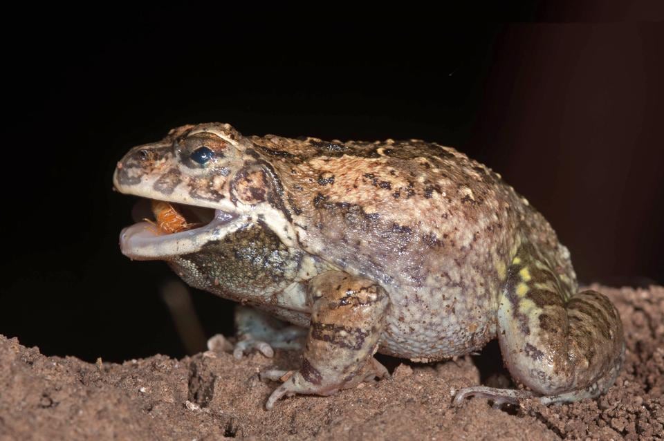 New species of burrowing frog discovered in Maharashtra | Mumbai news