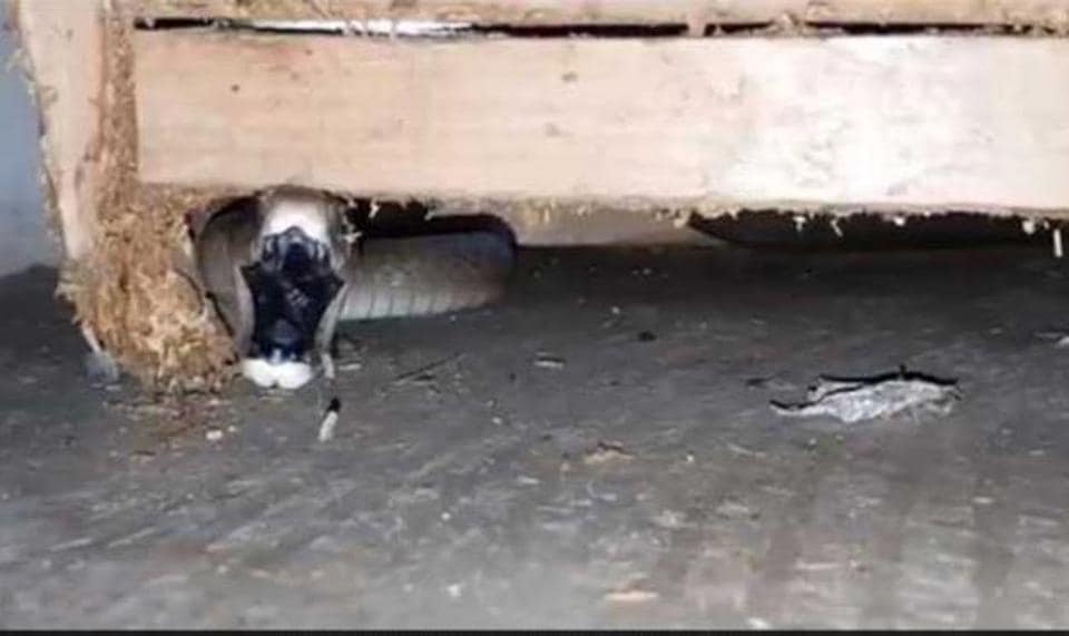 World’s Deadliest Snake pulled out of woman’s home, the video will give ...