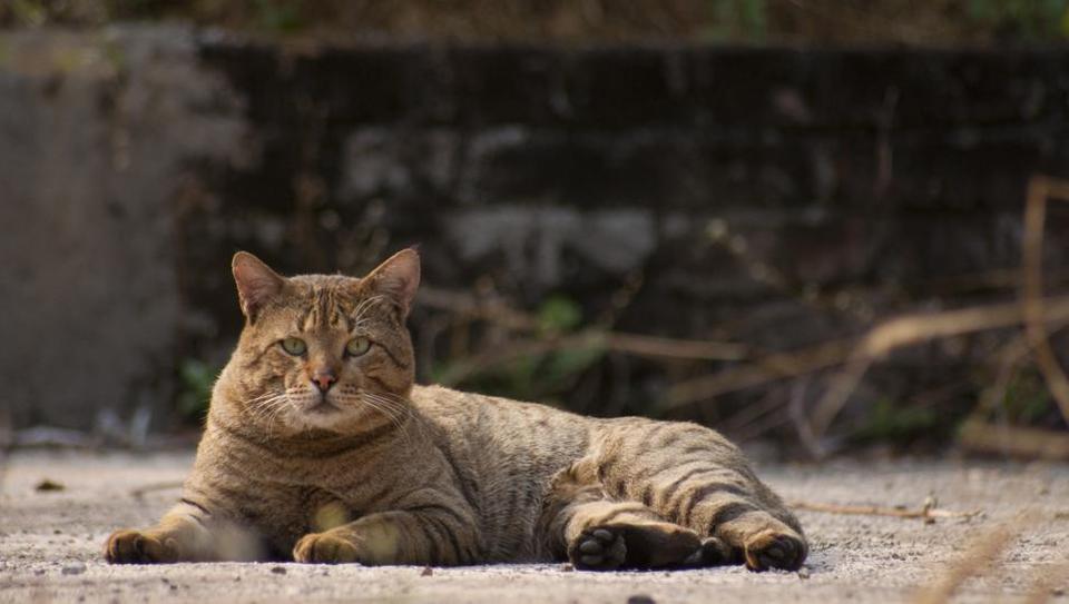 Deadly ‘cat’ fight: Woman bludgeoned to death by neighbours over pet ...