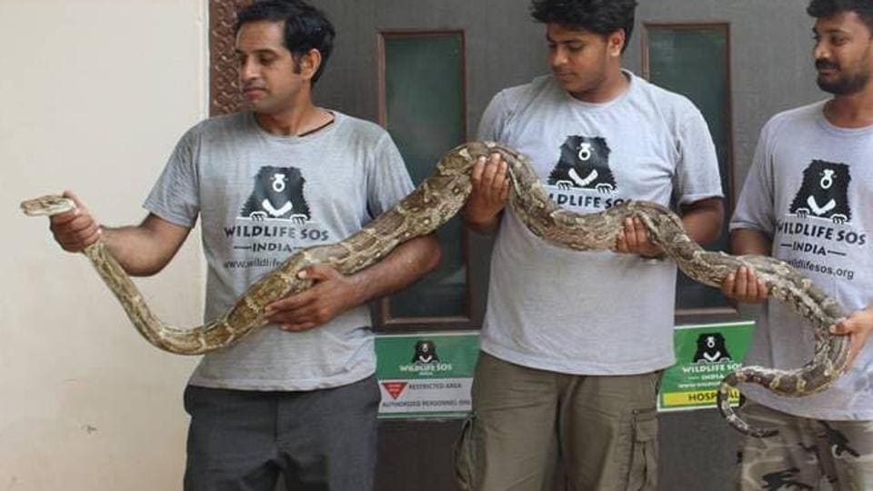 Python rescued from IAF plane at Agra airbase | Latest News India
