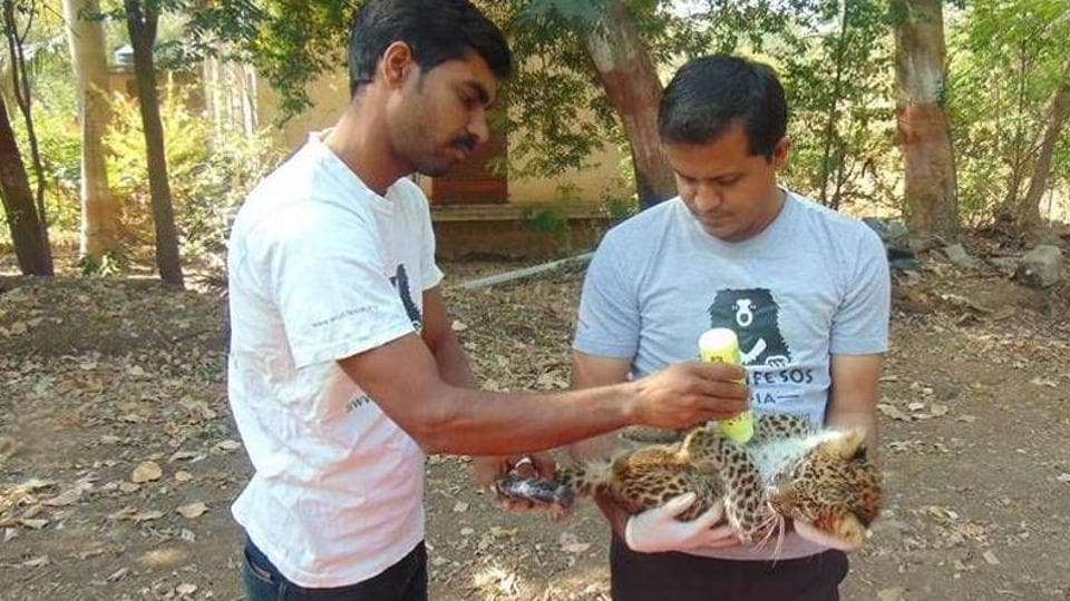 Pune’s Manikdoh Leopard Rescue Centre to get revamped hospital ...